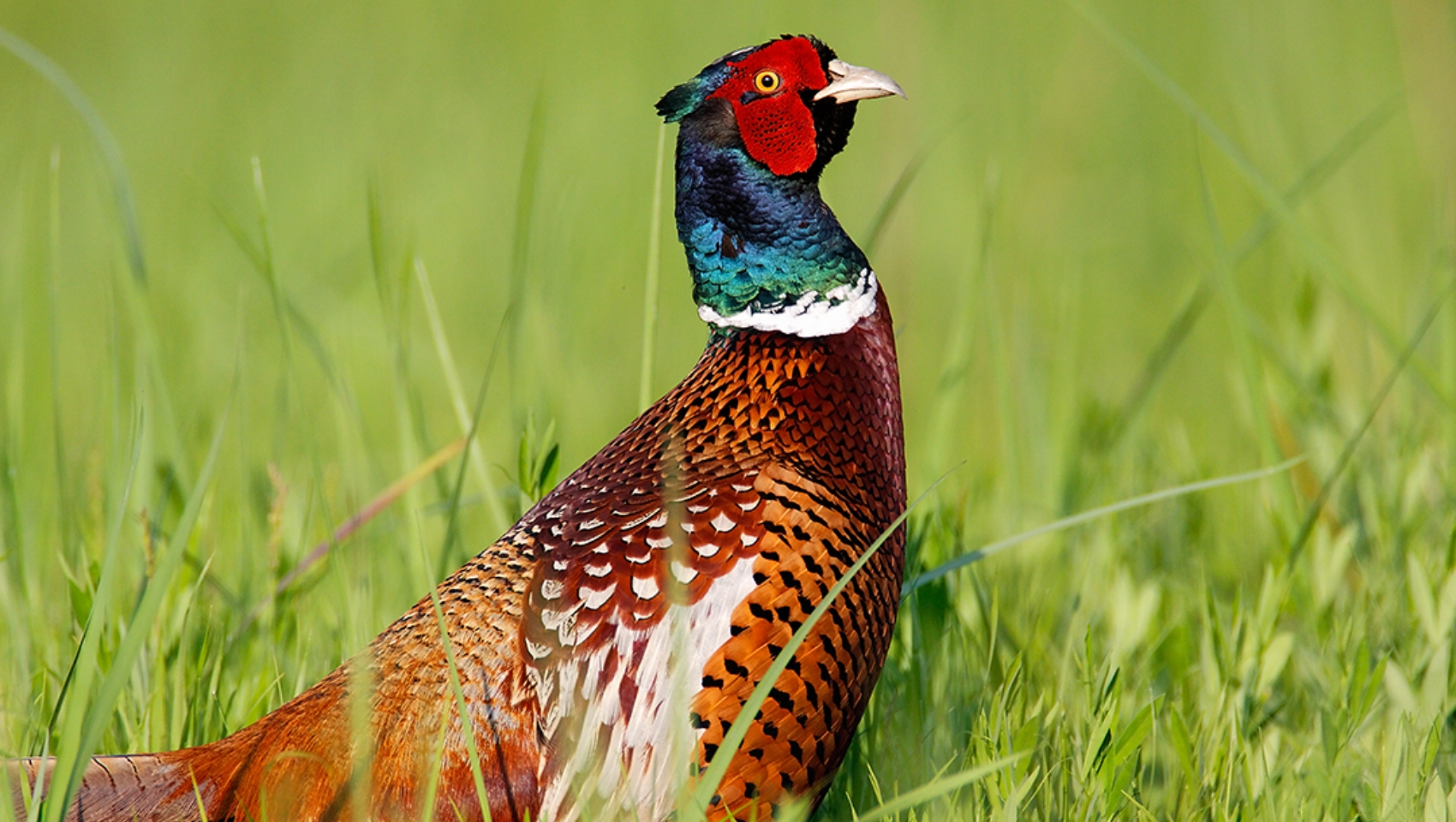 The common pheasant | Olimpijski center Novo mesto